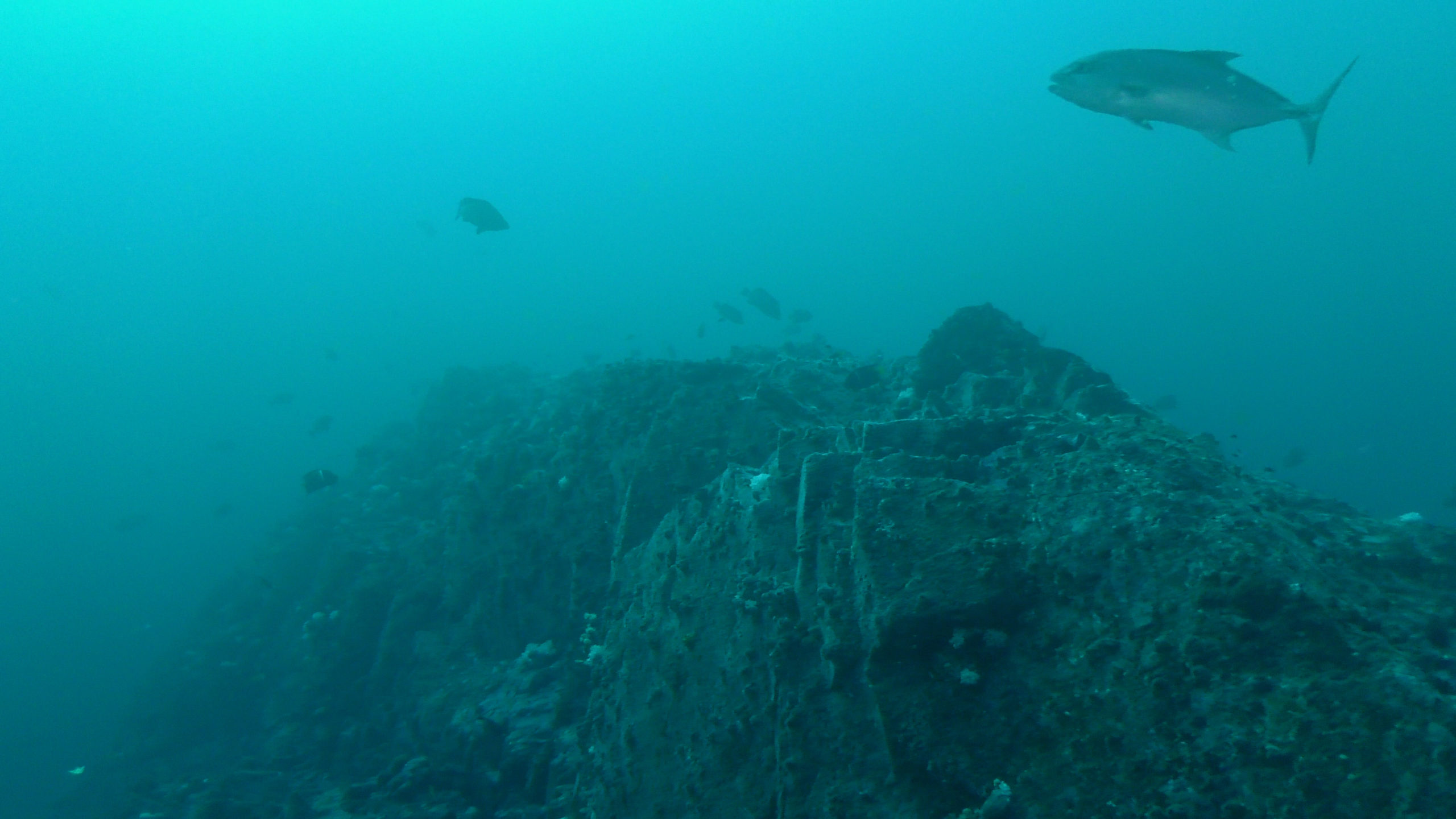 Montes submarinos: Refugio de la megafauna marina tropical - Fundación ...